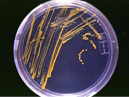 AATCC 30 Antifungal Activity, Assessment on Textile Materials: Mildew ...